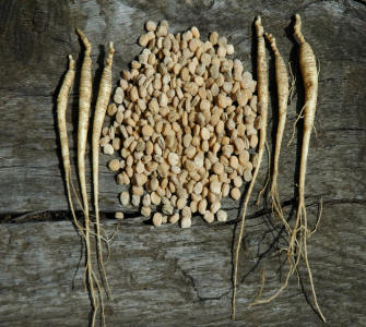 Ginseng seeds and ginseng rootlets for sale stratified and ready to ... Ginseng seeds and ginseng rootlets for sale stratified and ready to ...